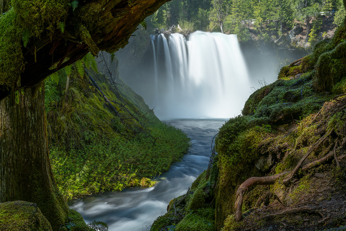 Into The Woods – Neal J Smith Photography